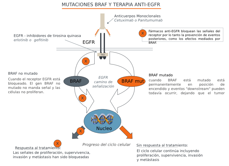 ¿Qué es BRAF? – Genolife
